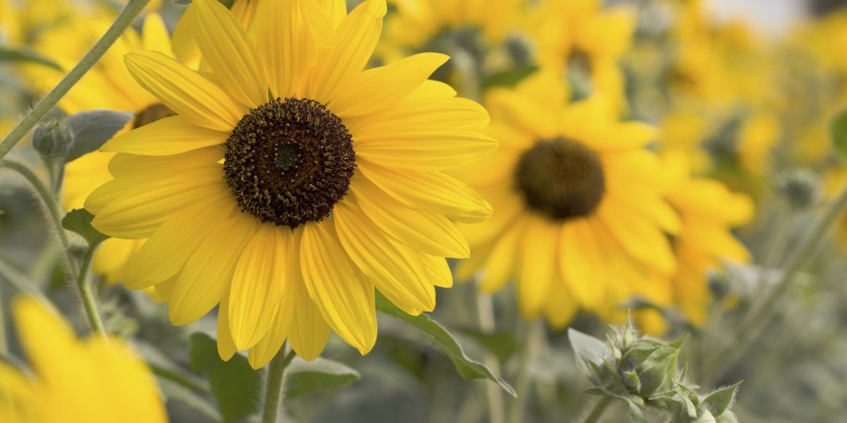 Home [libertyfamilyfarms.com]